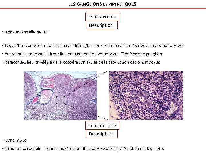 LES ORGANES LYMPHOIDES INTRODUCTION à L IMMUNOLOGIE la