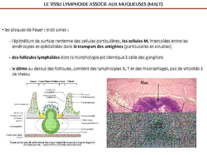 LES ORGANES LYMPHOIDES INTRODUCTION à L IMMUNOLOGIE la