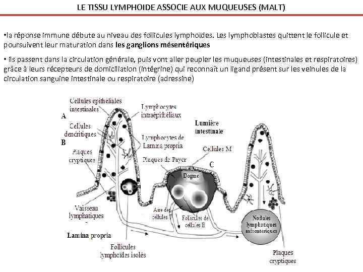 LES ORGANES LYMPHOIDES INTRODUCTION à L IMMUNOLOGIE la