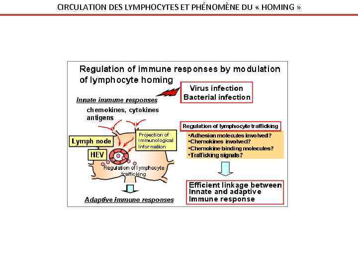 LES ORGANES LYMPHOIDES INTRODUCTION à L IMMUNOLOGIE la