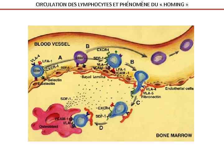 LES ORGANES LYMPHOIDES INTRODUCTION à L IMMUNOLOGIE la