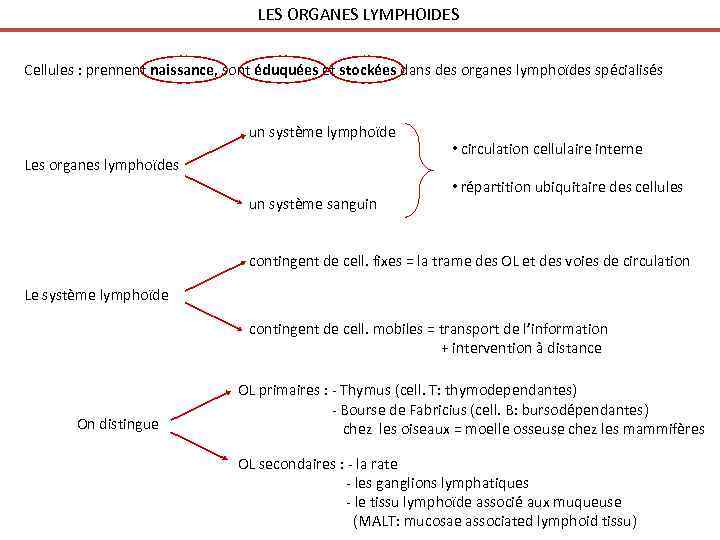 LES ORGANES LYMPHOIDES INTRODUCTION à L IMMUNOLOGIE la