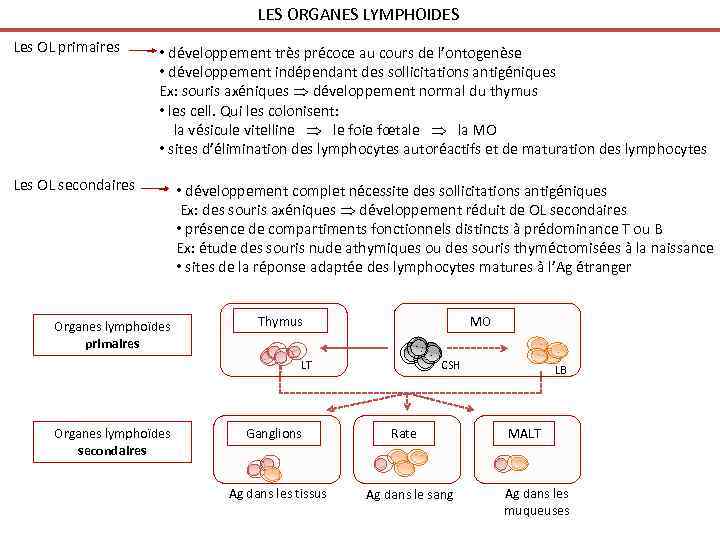 LES ORGANES LYMPHOIDES INTRODUCTION à L IMMUNOLOGIE la
