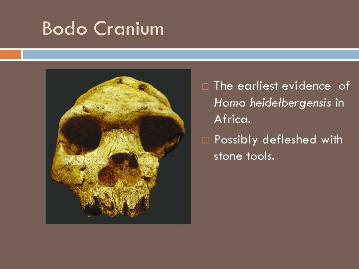 CHAPTER 10 Premodern Humans Chapter Outline When