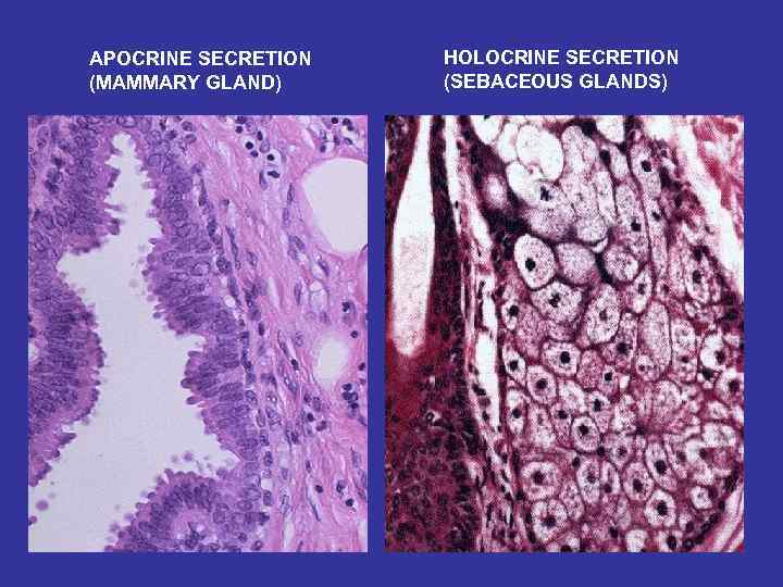 THE BASIC TYPES OF TISSUES EPITHELIAL CONNECTIVE SUPPORT