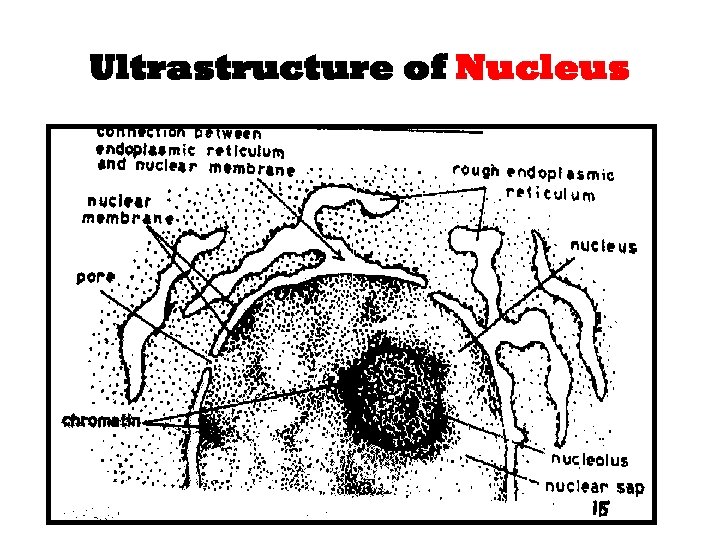 Divisions of Basic Sciences 1 2 3 4
