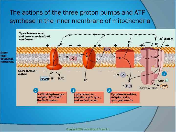 ЭНЕРГИЯ АЛМАСУЫ ATФ ДӘРІС ЖОСПАРЫ