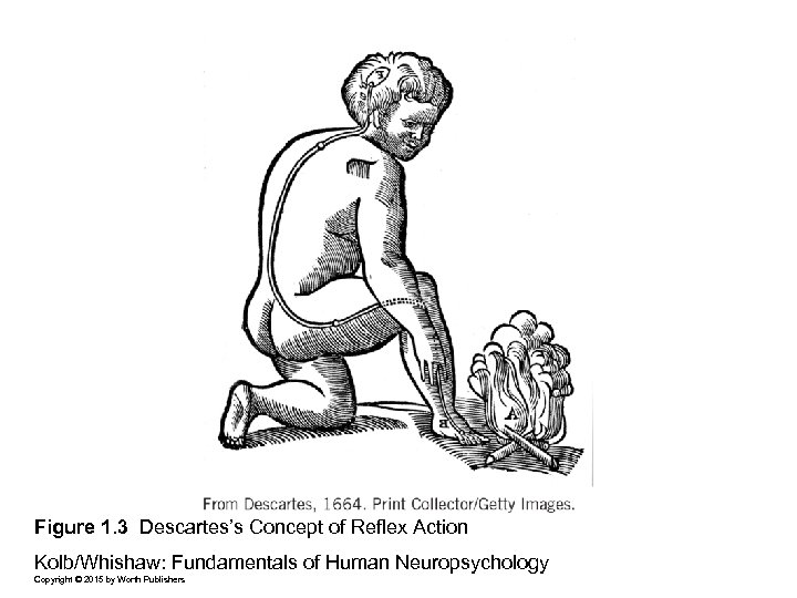 Bryan Kolb Ian Q Whishaw Fundamentals of