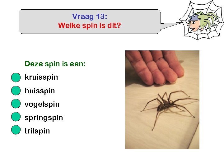Hallo ik ben Willy de spin Ik ben