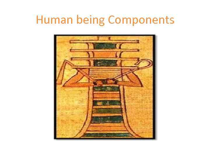 Human being Components For the