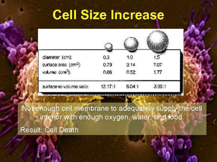 Unit Cell Biology and the Cell Cycle January