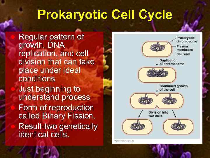 Unit Cell Biology and the Cell Cycle January