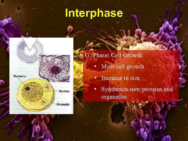 Unit Cell Biology and the Cell Cycle January