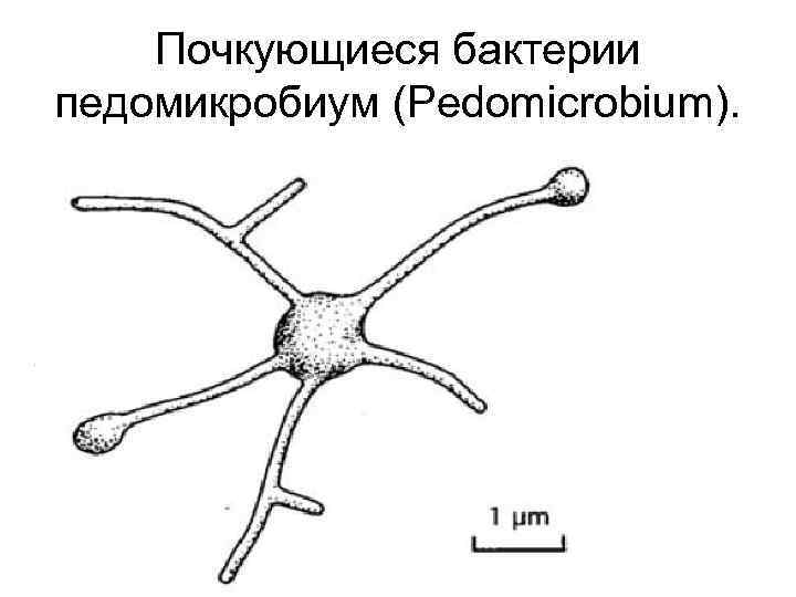 Способы деления бактериальных клеток Жизненные циклы бактерий