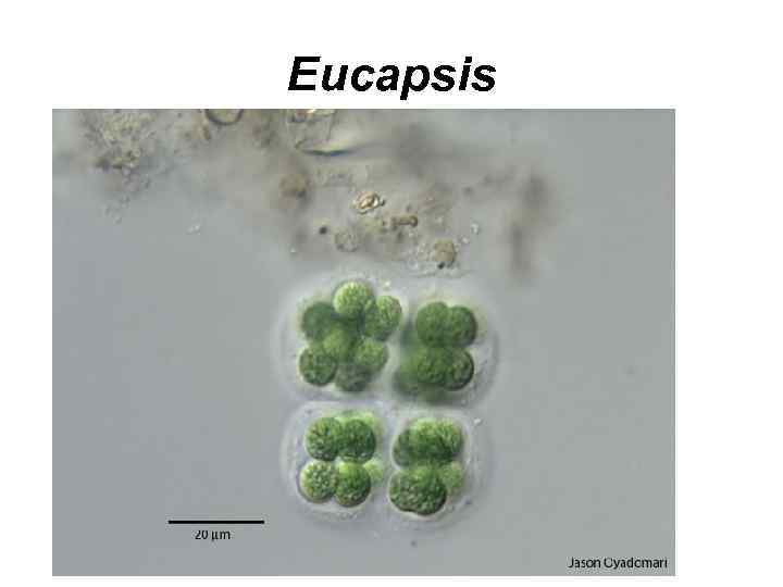 Способы деления бактериальных клеток Жизненные циклы бактерий