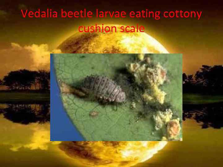 Bio-control I HORT 378 Integrated Pest Disease Management