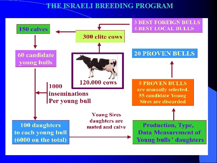 THE ISRAELI BREEDING PROGRAM THE ISRAELI BREEDING