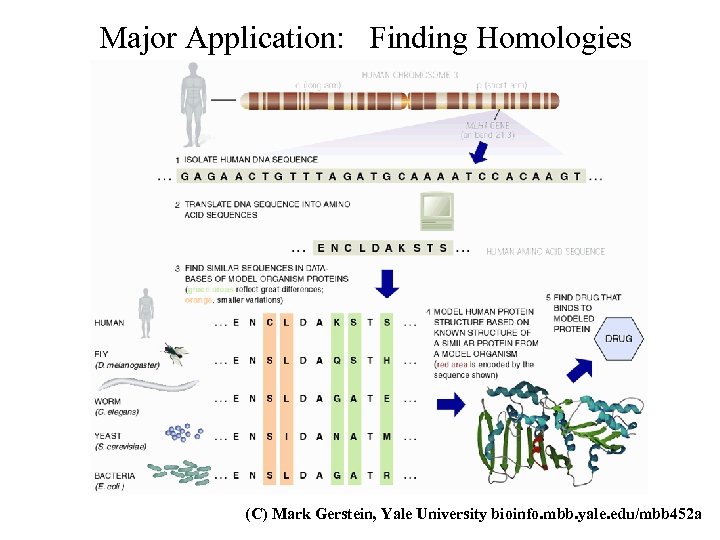 Major Application Finding Homologies C Mark Gerstein Yale