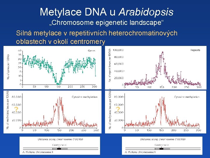 Epigenetika — metylace DNA Mechanismus metylace DNA