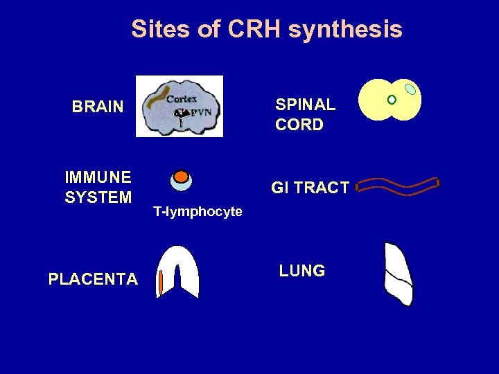 Peripheral actions of the stress hormone Corticotropin Releasing