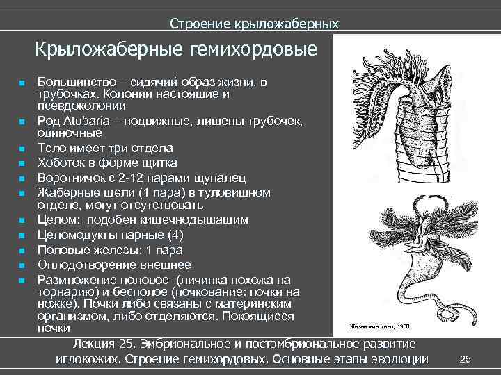 Лекция 24. Вторичноротые животные: общая характеристика,
