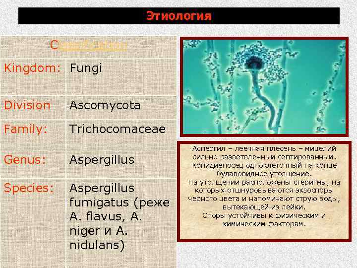 Болезни животных вызываемые грибами Кашко Леонид Степанович кандидат