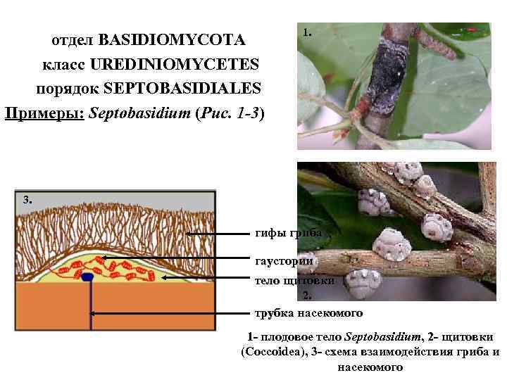 АГАРИКОИДНЫЕ БАЗИДИОМИЦЕТЫ ГИМНОКАРПНЫЕ ПЛОДОВЫЕ ТЕЛА ГЕМИАНГИОКАРПНЫЕ ...
