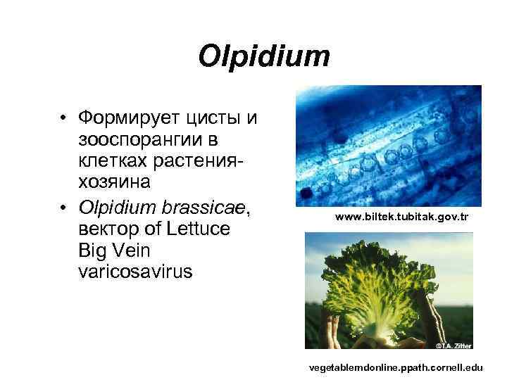 Грибы с подвижной стадией Хитридиевые грибы Л-2