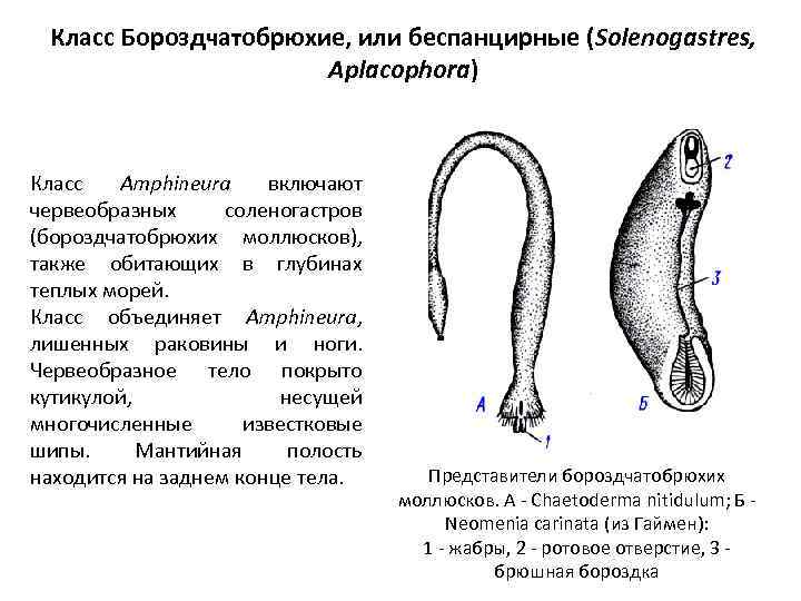 Тип Моллюски Mollusca общая характеристика Моллюски или мягкотелые
