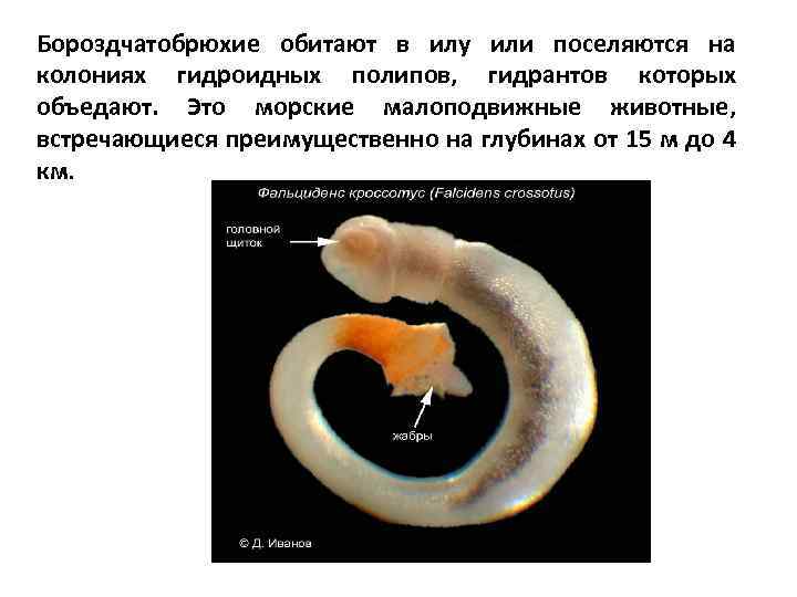 Тип Моллюски Mollusca общая характеристика Моллюски или мягкотелые