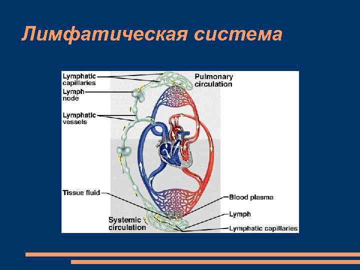Лимфатическая система Лимфатическая система Systema