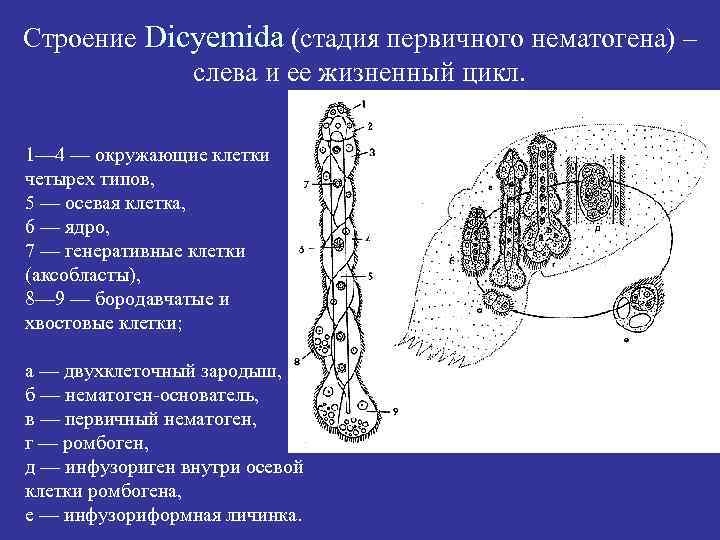 Лекция 3 Тема Гипотезы происхождения многоклеточных животных