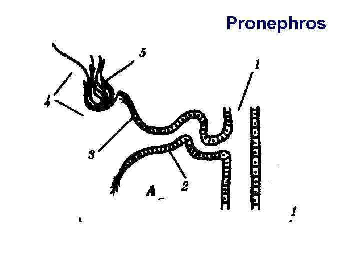 Кафедра биологии с экологией и курсом фармакогнозии Тема