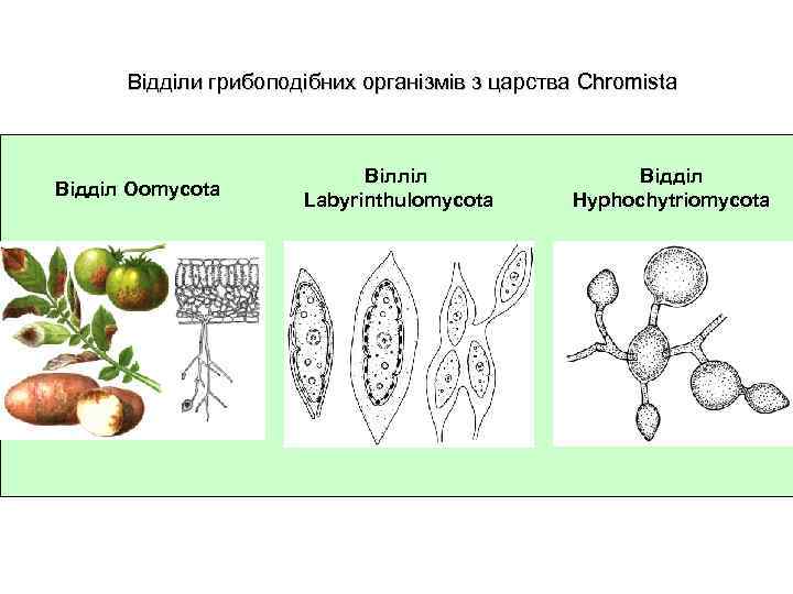 Тема 3 Грибоподібні організми царства Protozoa Система