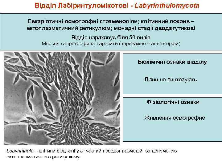 Тема 3 Грибоподібні організми царства Protozoa Система