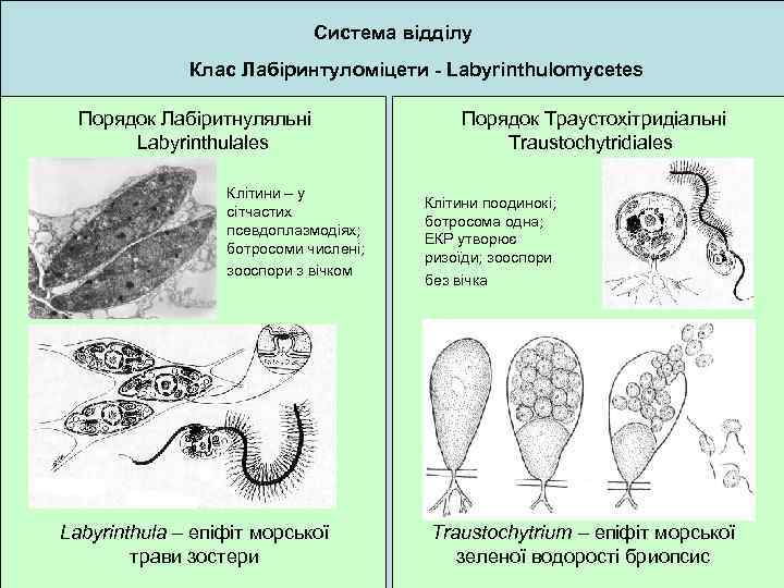 Тема 3 Грибоподібні організми царства Protozoa Система