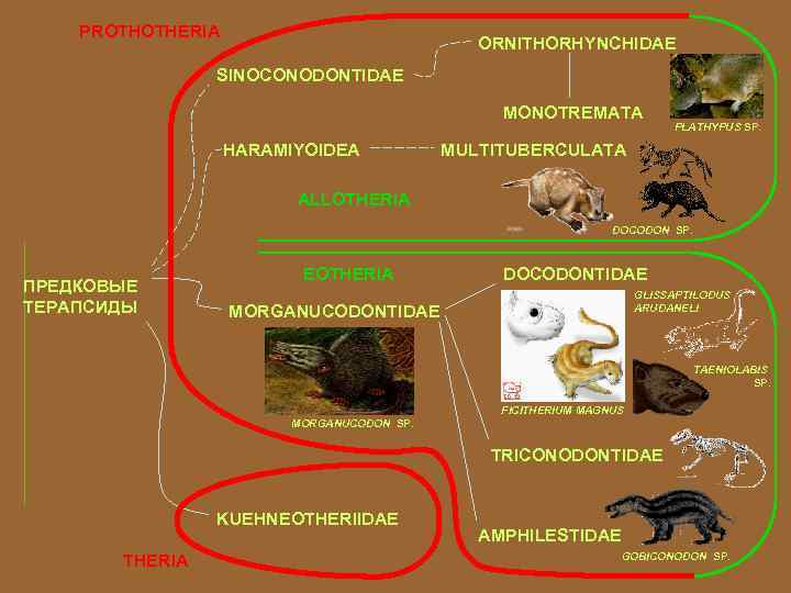 Млекопитающие MAMMALIA SEU THERIA Общая характеристика млекопитающих