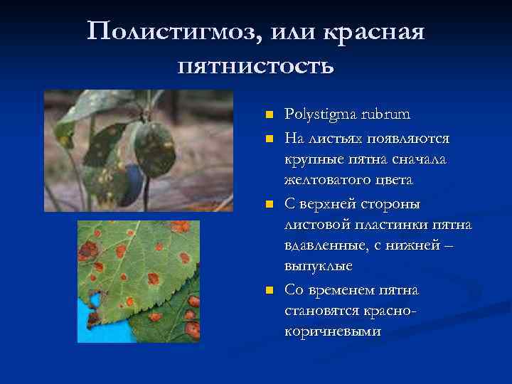 Болезни плодовых косточковых культур Монилиоз Monilia cinerea