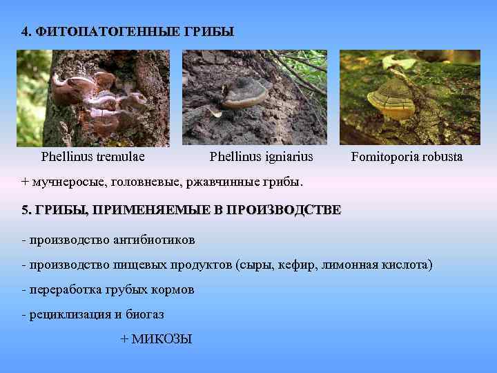 REGNUM FUNGI (MYCOTA) ЦАРСТВО ГРИБЫ