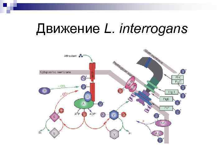 Лептоспироз СПб. ГУ