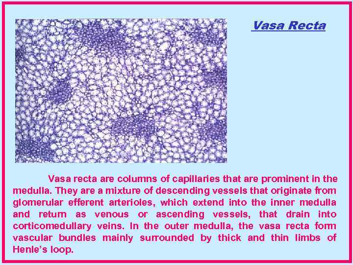 Для студентов 2 -го курс лечебного факультета