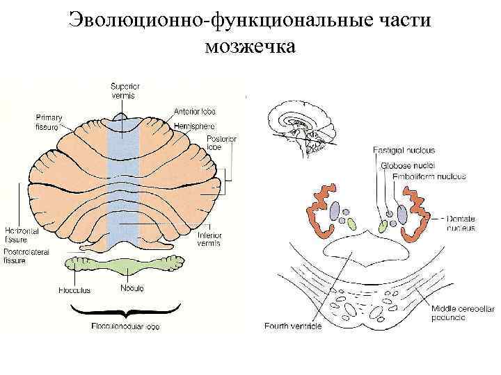 Структурно-функциональный обзор головного мозга Головной мозг (Encephalon)