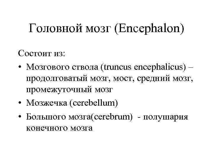 Структурно-функциональный обзор головного мозга Головной мозг (Encephalon)