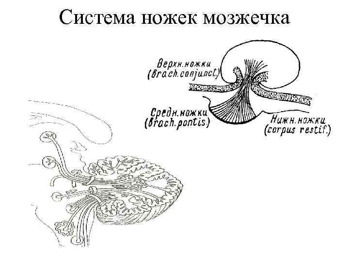 Структурно-функциональный обзор головного мозга Головной мозг (Encephalon)