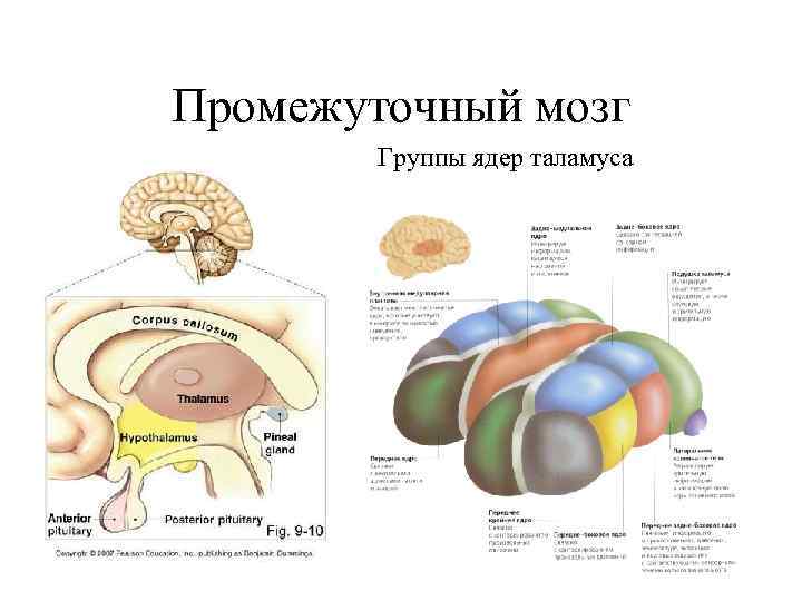 Структурно-функциональный обзор головного мозга Головной мозг (Encephalon)