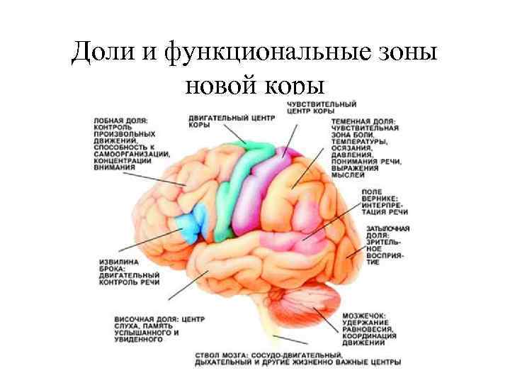 Структурно-функциональный обзор головного мозга Головной мозг (Encephalon)