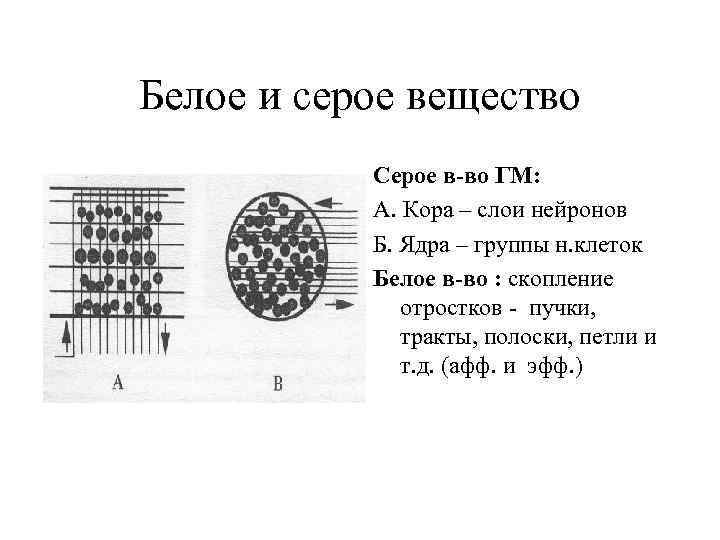 Структурно-функциональный обзор головного мозга Головной мозг (Encephalon)