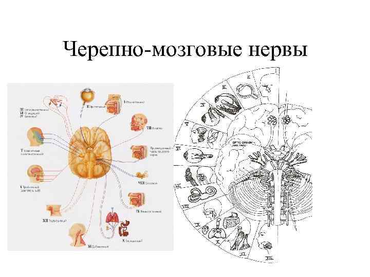 Структурно-функциональный обзор головного мозга Головной мозг (Encephalon)
