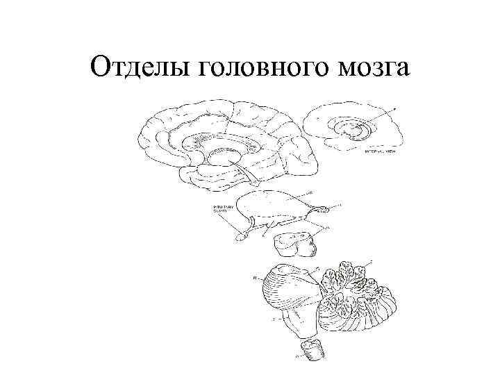 Структурно-функциональный обзор головного мозга Головной мозг (Encephalon)