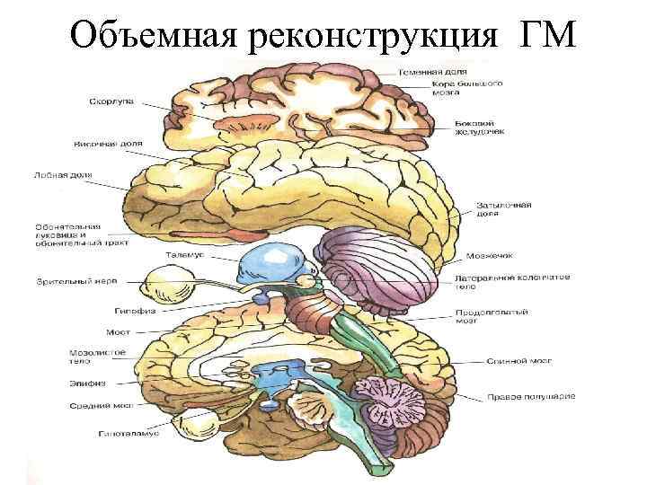 Структурно-функциональный обзор головного мозга Головной мозг (Encephalon)